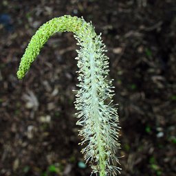 Saururus cernuus | Lizard's Tail | Water Dragon | plant lust