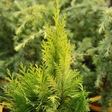 Chamaecyparis lawsoniana 'Snow Queen' | Snow Queen Lawson False Cypress ...