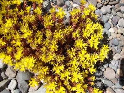 Sedum polytrichoides 'Chocolate Ball' | Sedum 'Chocolate Ball' | plant lust