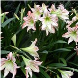 Sunshine Superstar Amaryllis | | plant lust