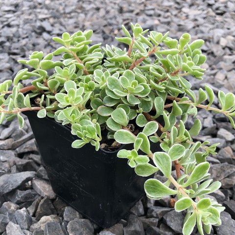 Sedum makinoi 'Variegatum' | Sedum makinoi 'Variegata' | Variegated ...