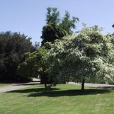 Chionanthus retusus | Chinese Fringe Tree | plant lust