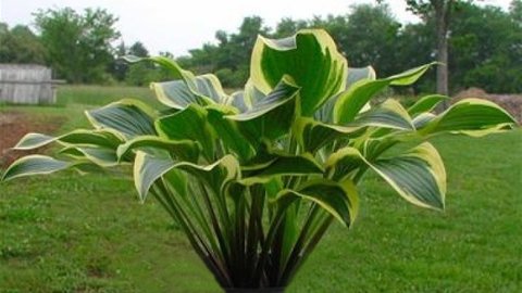 Hosta 'Lakeside Cranberry Relish' | | plant lust