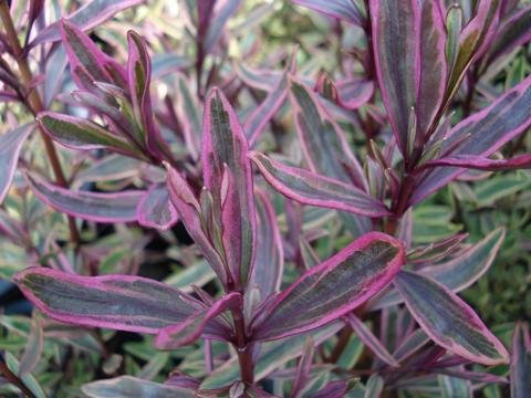 Hebe Purple Shamrock | Hebe 'Neprock' | Hebe 'Purple Shamrock ...