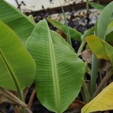 Musa 'Praying Hands' | Banana | plant lust