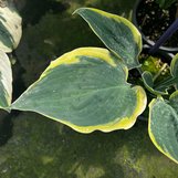 Hosta 'Battle Star' | Hosta 'Battlestar' | plant lust