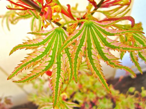 Acer palmatum 'HigasaYama' | Acer palmatum 'Higasa yama' | HigasaYama ...