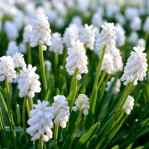 Muscari botryoides 'Album' | Muscari botryoides alba | Grape Hyacinth ...