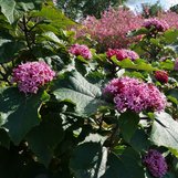 Clerodendrum bungei | Mexican Hydrangea | plant lust