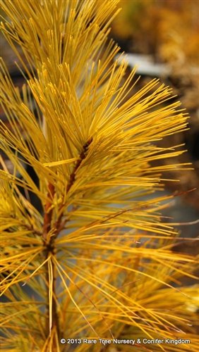 Pinus strobus 'Hillside Winter Gold' | Pinus strobus 'Hillside ...