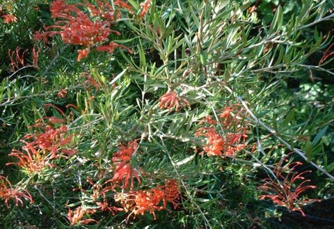 Grevillea 'Poorinda Constance' | Grevillea 'Constance' | plant lust