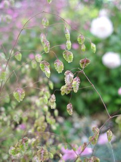 Briza media | Common Quaking Grass | Quaking Grass | plant lust