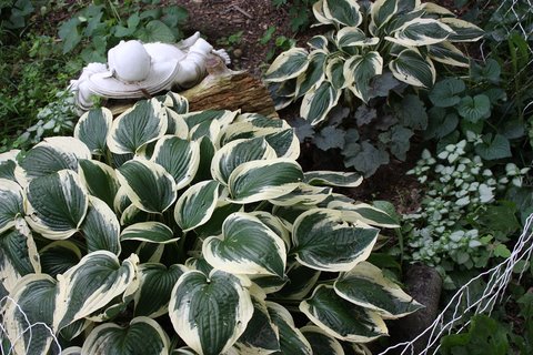 Hosta 'Final Victory' | | plant lust