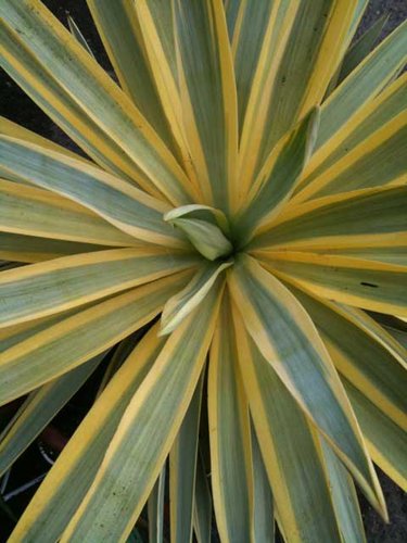 Yucca Bright Star PP17653 | Yucca 'Bright Star' | Yucca 'Bright Star ...