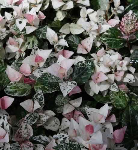 Trachelospermum asiaticum Snow-N-Summer™ | Trachelospermum asiaticum ...