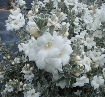 Leucophyllum from multiple nurseries on Plant Lust