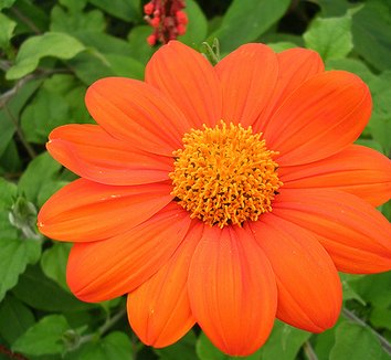 Tithonia from multiple nurseries on Plant Lust