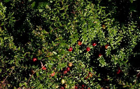 Vaccinium macrocarpon | Cranberry | plant lust