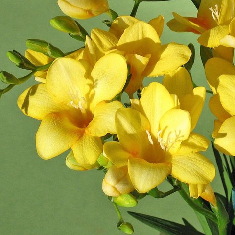 Freesia [Single Yellow Grower's Blend] | Freesia 'Single Yellow Grower ...