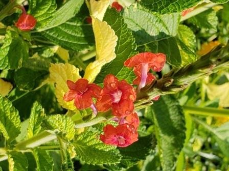 Stachytarpheta mutabilis 'Mercedes Magic' | Mercedes' Magic Variegated ...