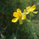 Berberis haematocarpa [Santa Fe Landscape] | Alloberberis haematocarpa ...