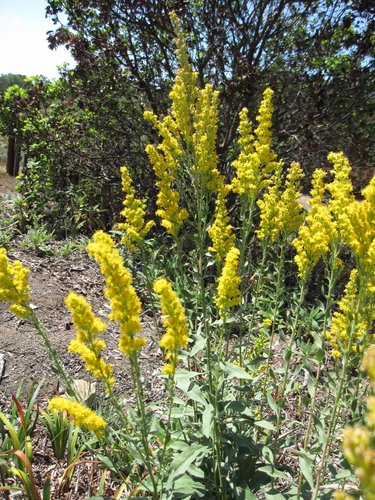 Solidago californica | California Goldenrod | plant lust
