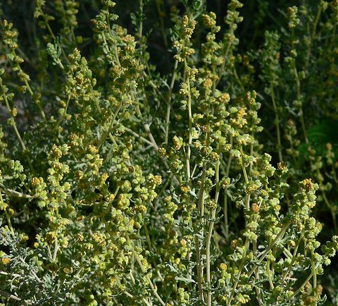 Ambrosia dumosa | Burro Sage | Burro Weed | White Bursage | plant lust