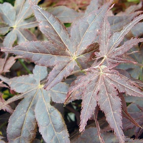 Acer palmatum 'Ruby Ridge' | Ruby Ridge Japanese Maple | plant lust