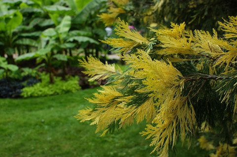 Calocedrus decurrens 'Aureovariegata' | Aureovariegata Incense Cedar ...