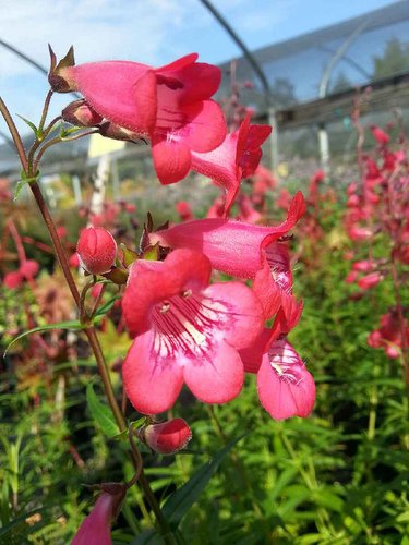 Penstemon 'Ruby' | Beardtongue | plant lust