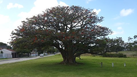 Erythrina caffra | Coast Coral Tree | plant lust