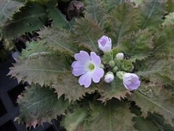 Primula moupinensis | Primula moupinense | Primrose | plant lust