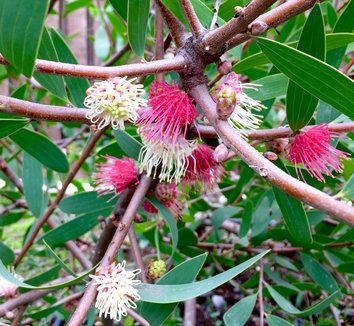 Hakea from multiple nurseries on Plant Lust
