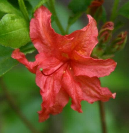 Rhododendron 'Pom Pom' | plant lust