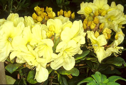 Rhododendron 'Anniversary Gold' | plant lust
