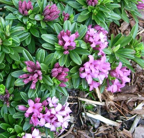 Daphne x susannae 'Anton Fahndrich' | Daphne collina x cneorum | Anton ...