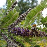 Amorpha nana | Amorpha 'Nana' | False Indigo | plant lust