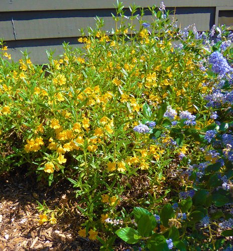 Mimulus 'Jelly Bean Gold' | Sticky Monkey Flower | plant lust