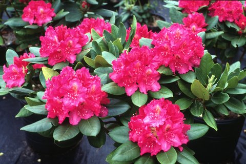 Rhododendron 'Pearce's American Beauty' | plant lust