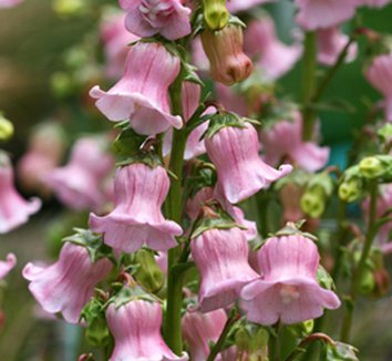 Azorina from multiple nurseries on Plant Lust