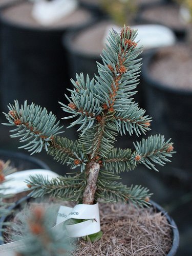 Picea pungens 'Greenwich Compact' | Greenwich Compact Blue Spruce ...
