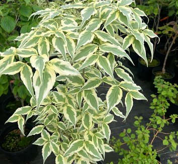Cornus from multiple nurseries on Plant Lust