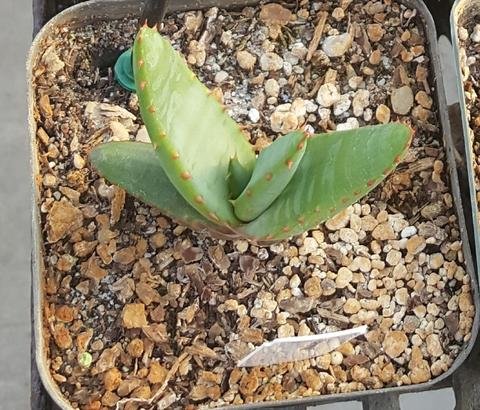 Aloe comosa | | plant lust