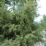 Azara microphylla 'Variegata' | Vanilla Tree | Variegated Boxleaf Azara ...