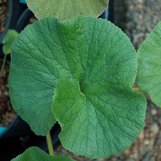 Gunnera perpensa | River Pumpkin | plant lust