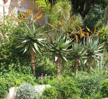 Dry Oasis Plants - plant lust