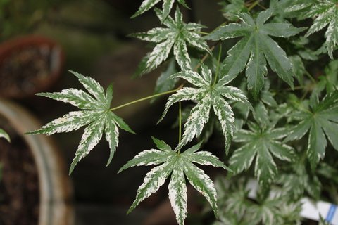Acer palmatum 'Shigarami-nishiki' | Acer palmatum 'Shigarami nishiki ...