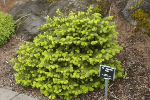 Abies nordmanniana ssp. equi-trojani 'Barney' | Abies bornmuelleriana ...