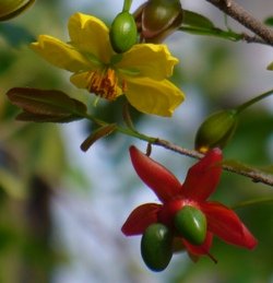 Ochna serrulata | Ochna atropurpurea | Ochna mossambicensis | Ochna ...