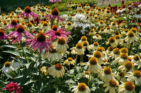 Echinacea Sombrero® Sandy Yellow PP23104 | Echinacea 'Sombrero Sandy ...